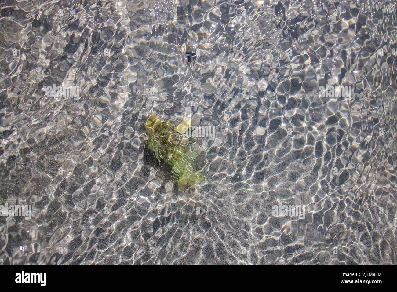 A glare of the sun reflection on the clear water surface with a moss ...