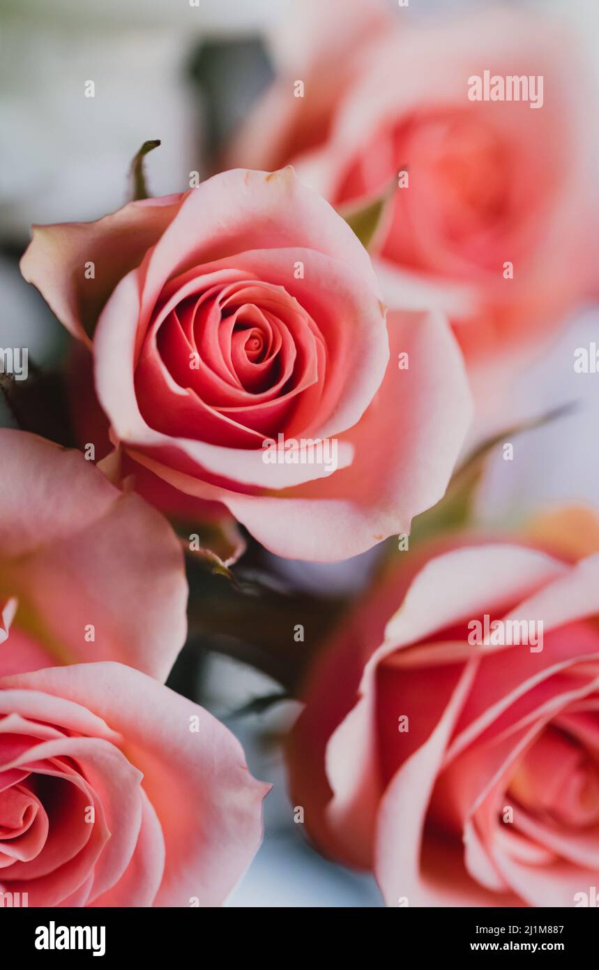 Soft bouquet hi-res stock photography and images - Alamy