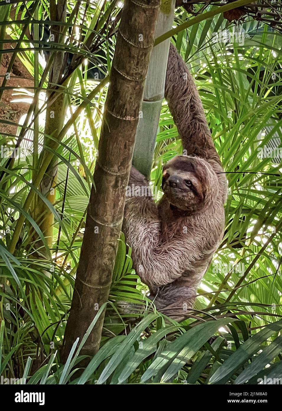 Three toed sloth climbing a tree in rainforest of Costa Rica Stock ...