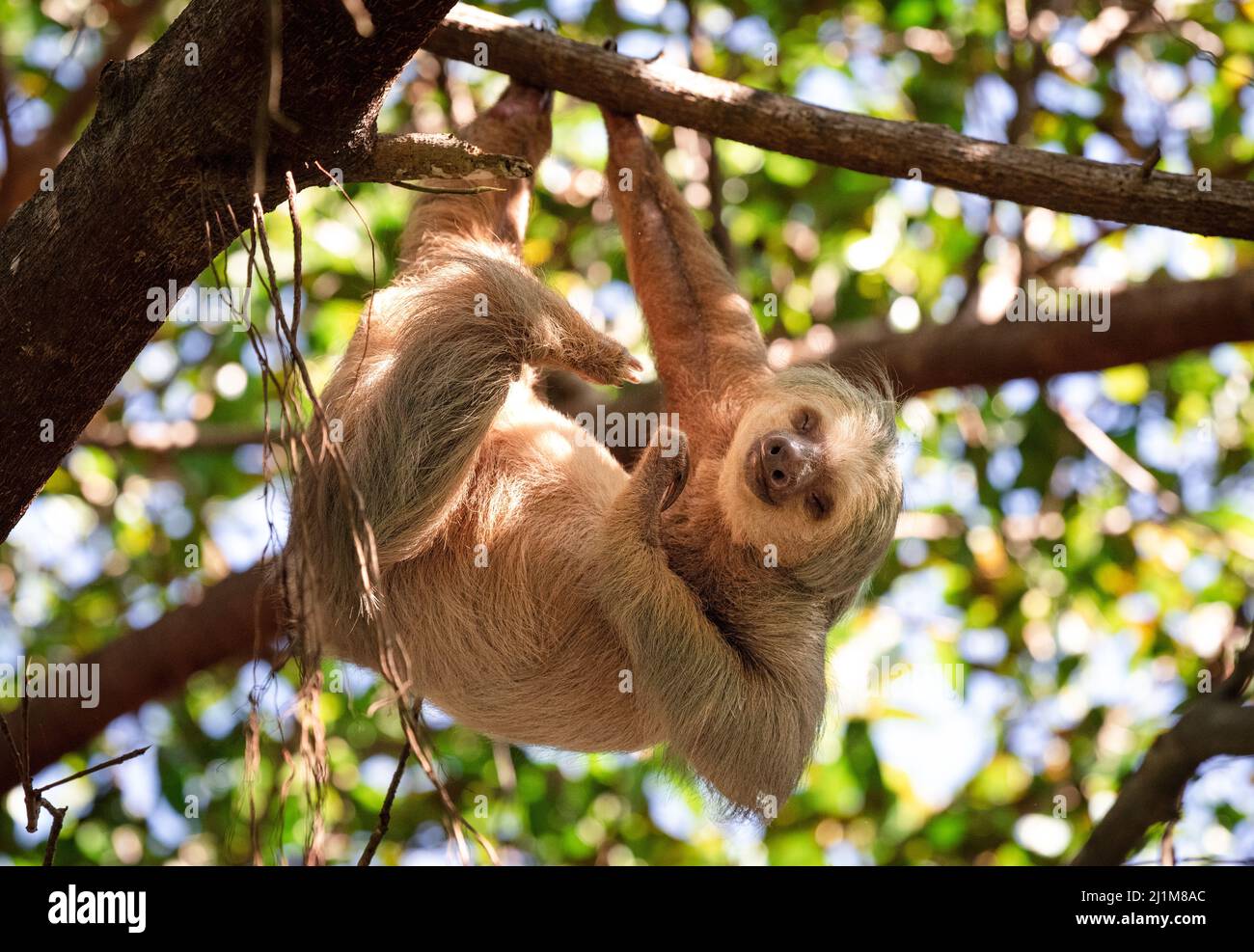 Two toed sloth hangning from a tree in rainforest of Costa Rica Stock ...