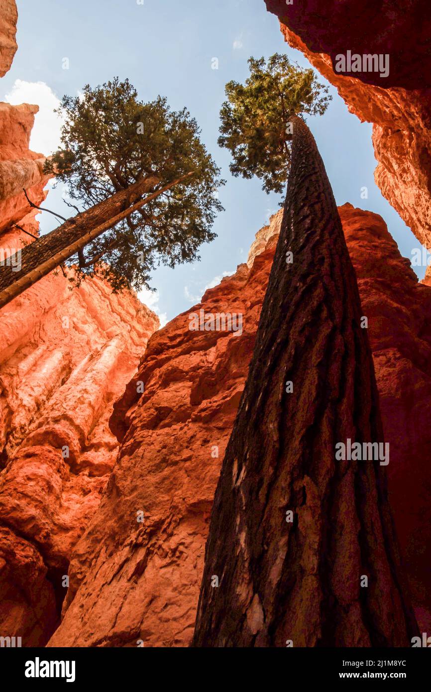 Red Rocks Hoodoos in Bryce Canyon National Park, Utah Stock Photo - Alamy