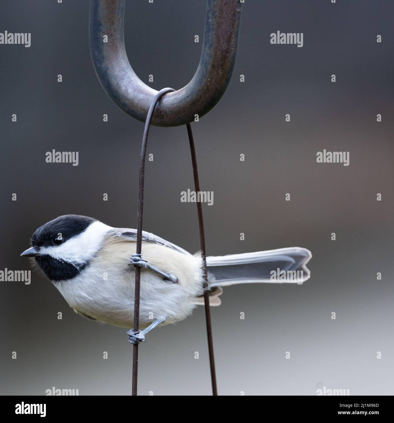 Chickadee hanging on wire by it's feet Stock Photo - Alamy