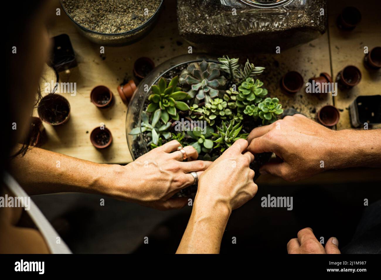 Cactus and Succulent Spring planting season Stock Photo - Alamy