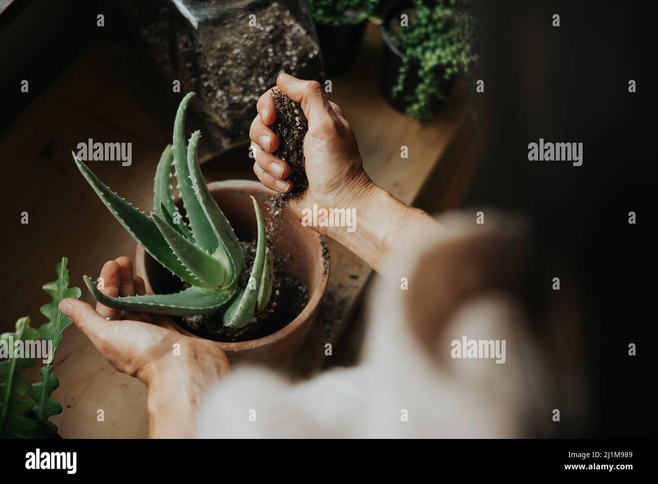 Cactus and Succulent Spring planting season Stock Photo - Alamy