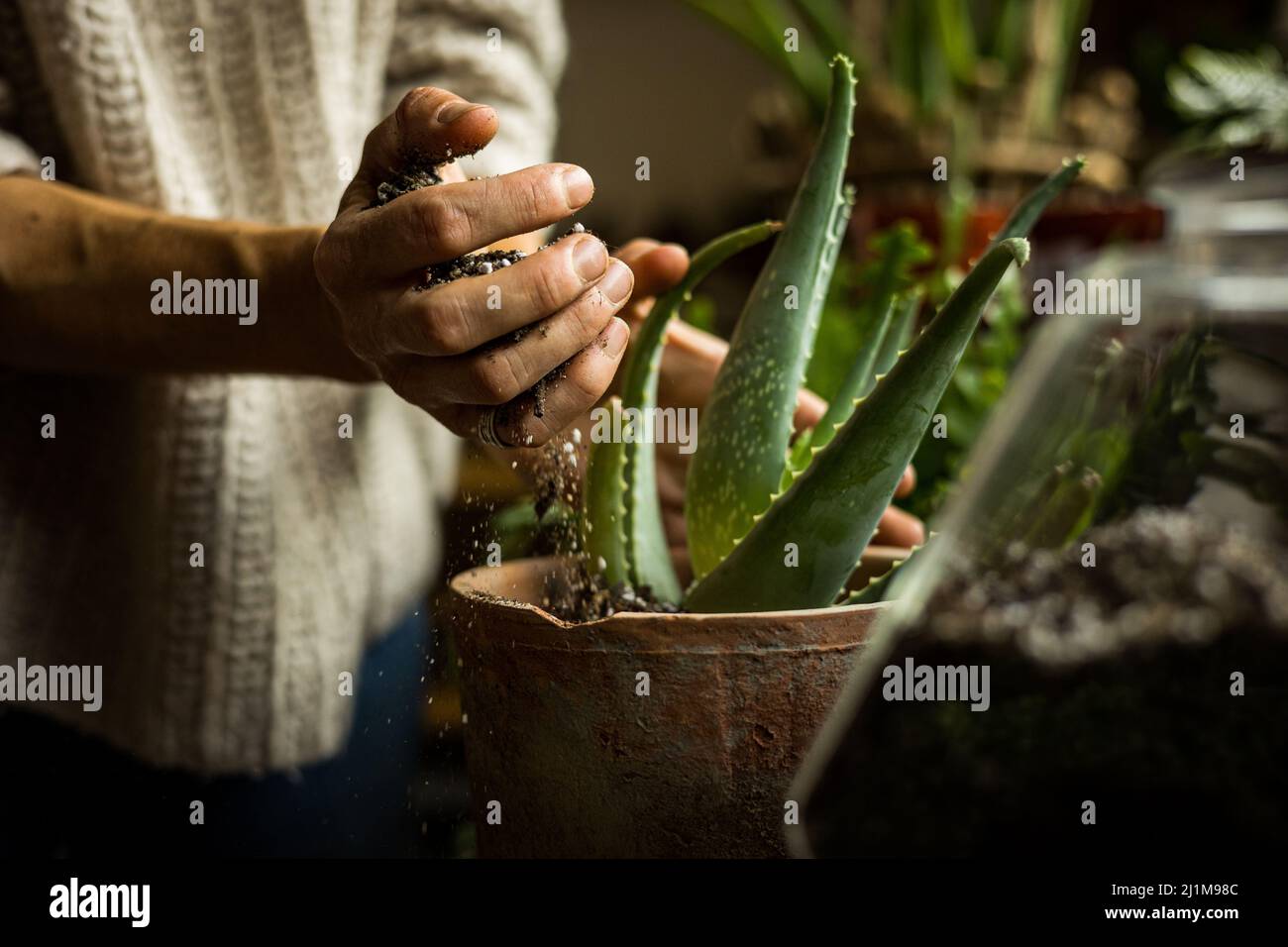 Cactus and Succulent Spring planting season Stock Photo - Alamy