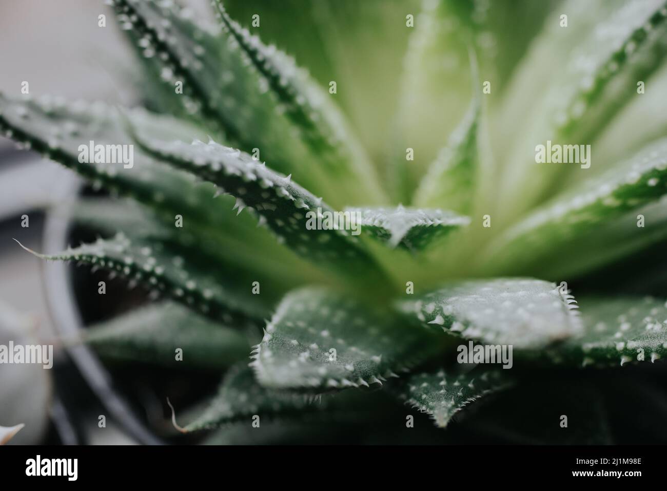 Cactus and Succulent Spring planting season Stock Photo - Alamy