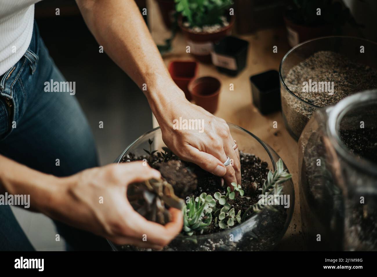 Cactus and Succulent Spring planting season Stock Photo - Alamy