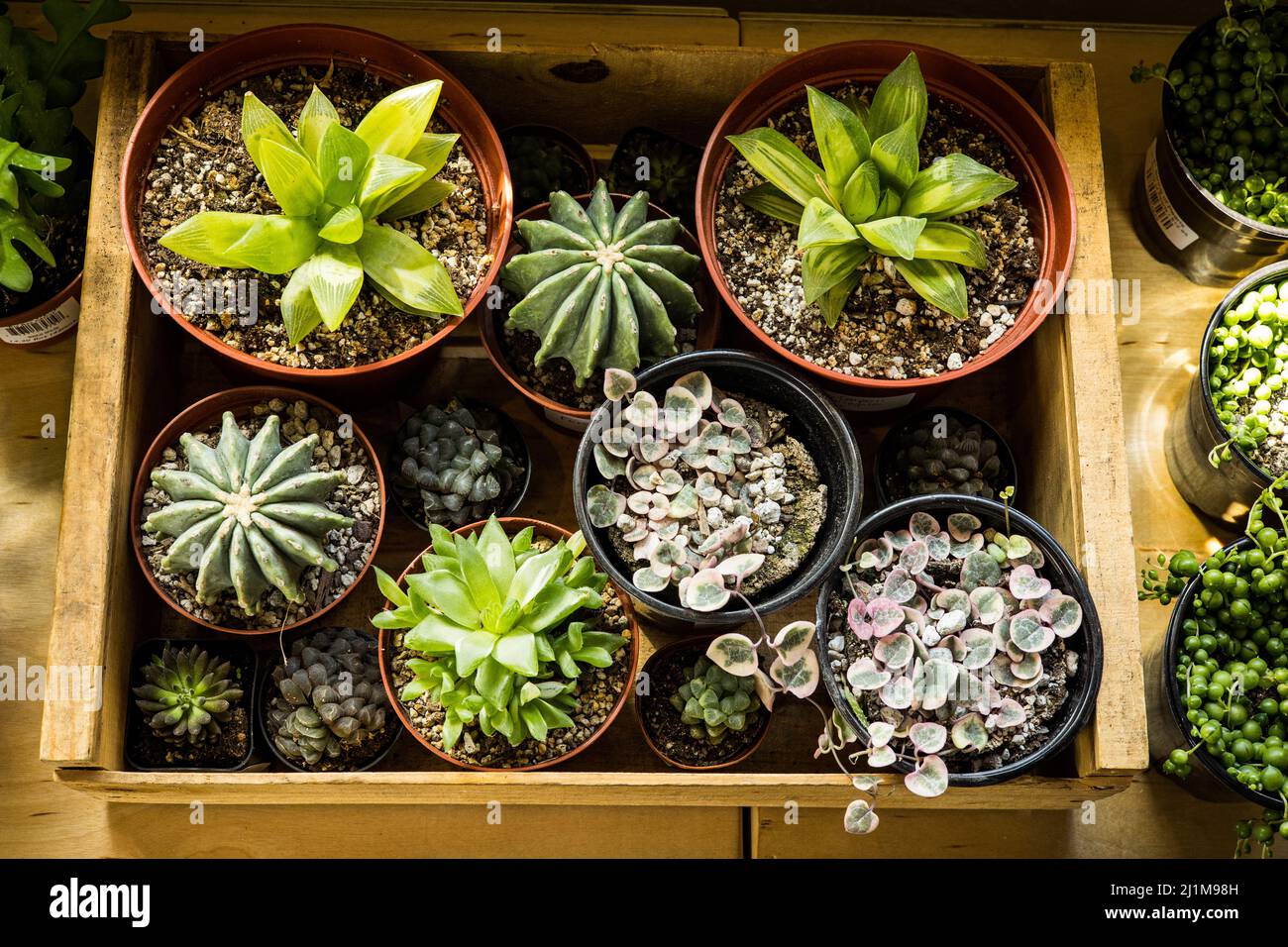 Cactus and Succulent Spring planting season Stock Photo - Alamy