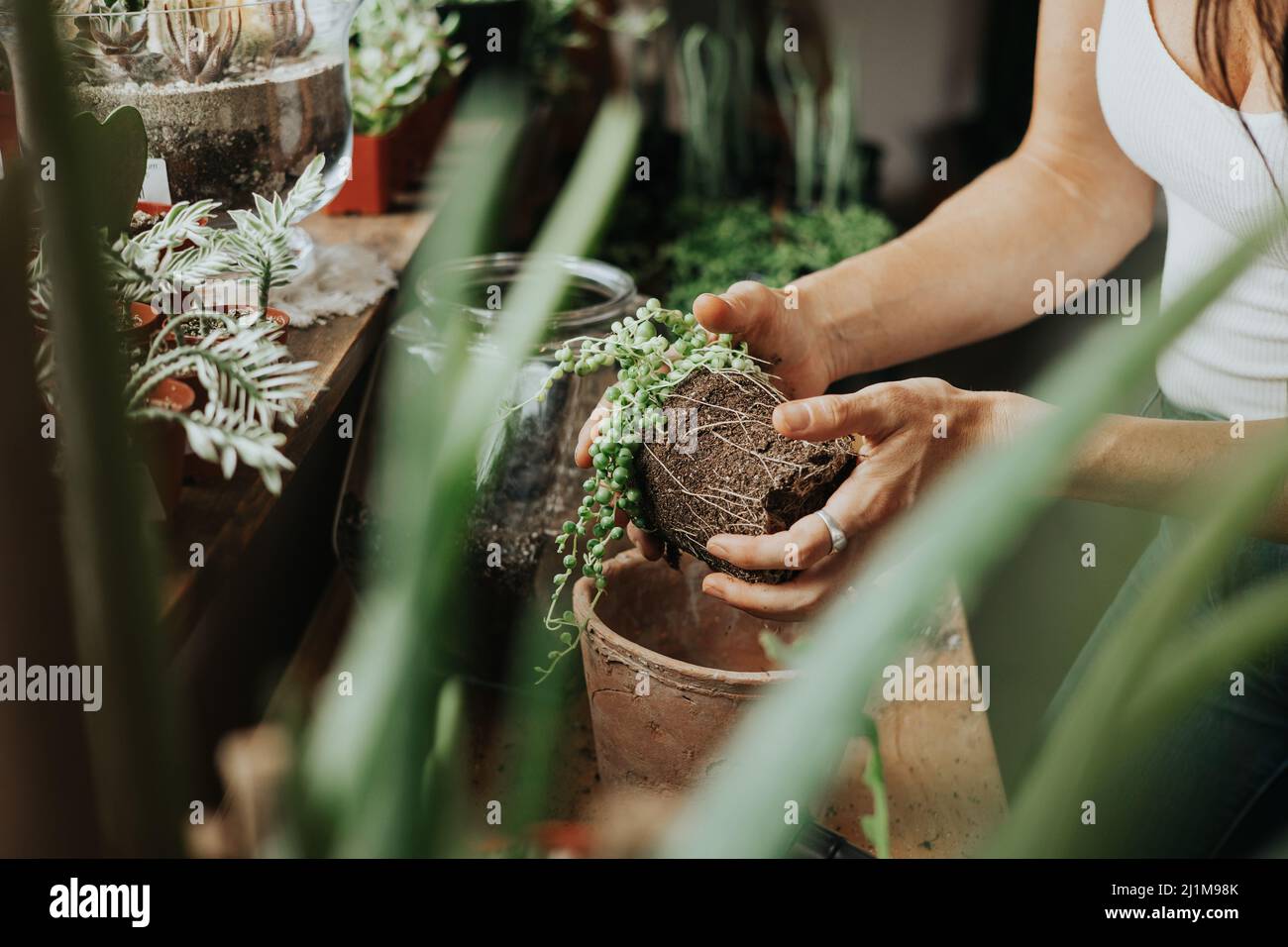 Cactus and Succulent Spring planting season Stock Photo - Alamy