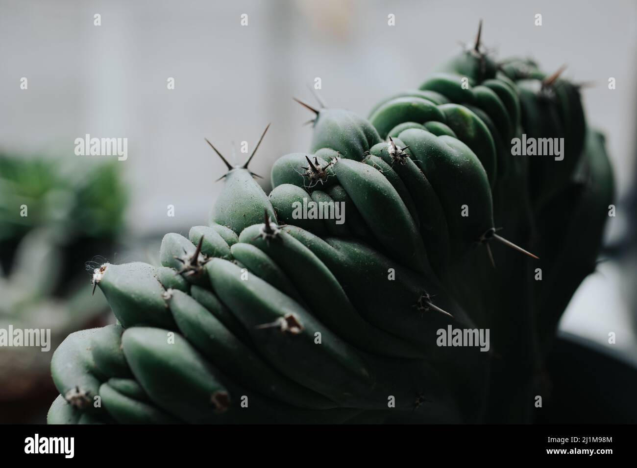 Cactus and Succulent Spring planting season Stock Photo - Alamy