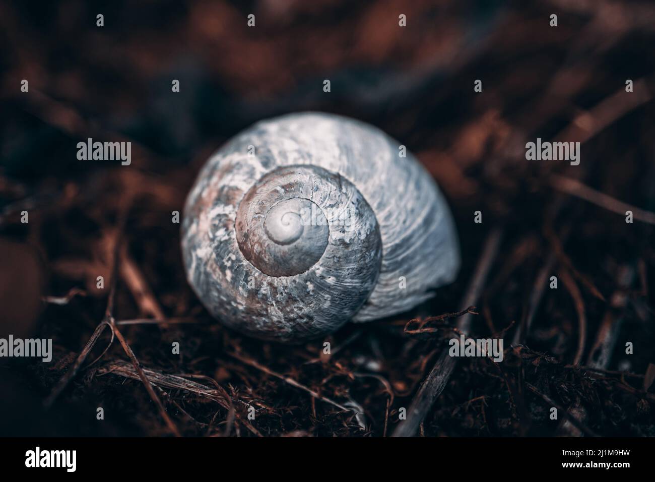 Little snail small snail hi-res stock photography and images - Alamy