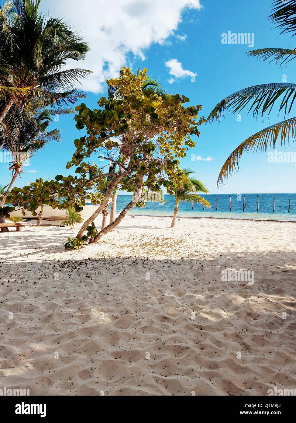 Caribbean beach landscape with tropical trees and palms Stock Photo - Alamy