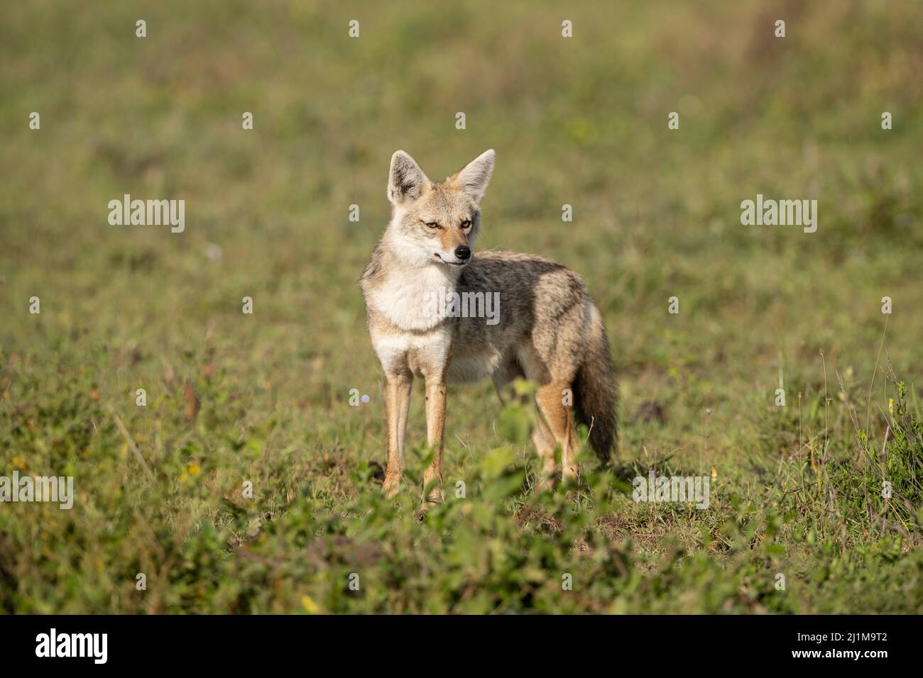 Side striped jackal hi-res stock photography and images - Alamy