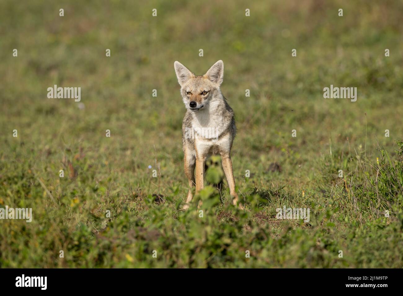 Side-striped jackal in Tanzania Stock Photo - Alamy