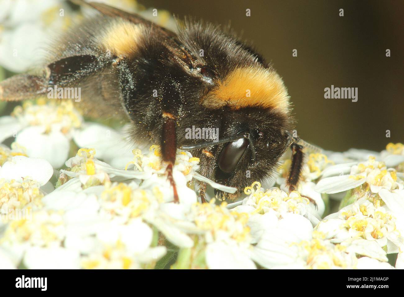 Buff-tailed bumble bee (Bombus terrestris Stock Photo - Alamy