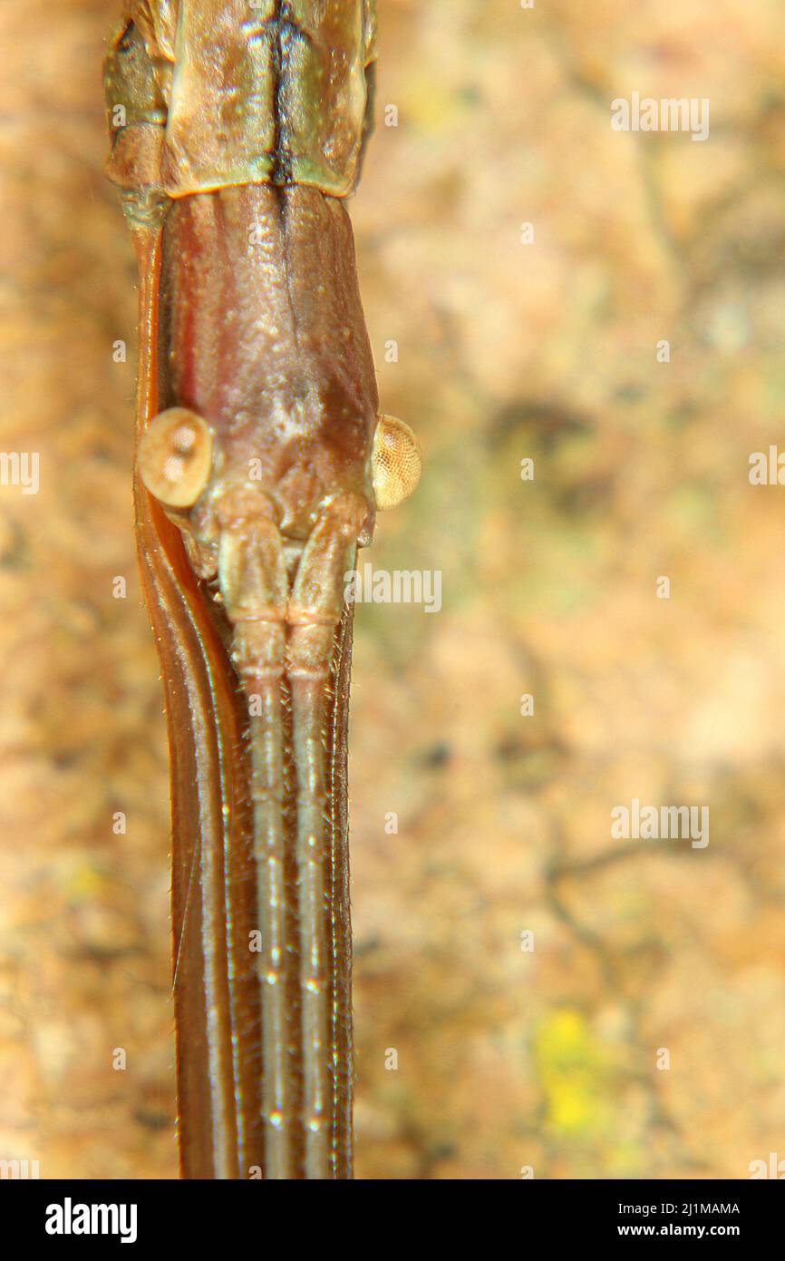 Smooth stick insect (Clitarchus hookeri Stock Photo - Alamy