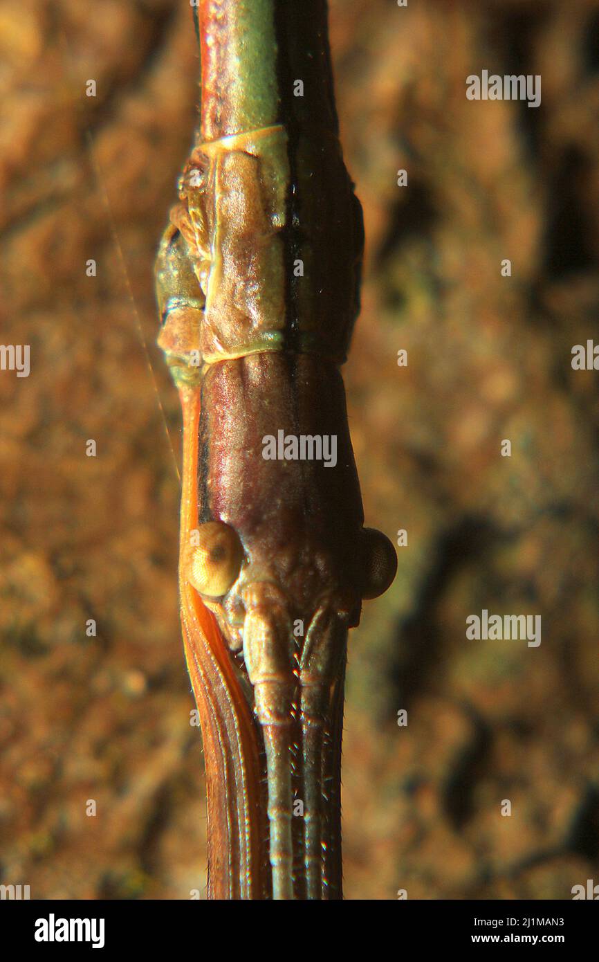 Smooth stick insect (Clitarchus hookeri Stock Photo - Alamy