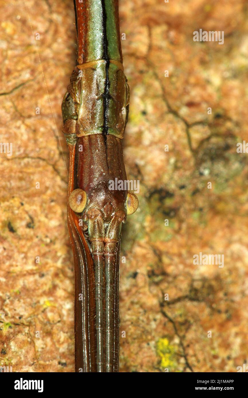 Smooth stick insect (Clitarchus hookeri Stock Photo - Alamy