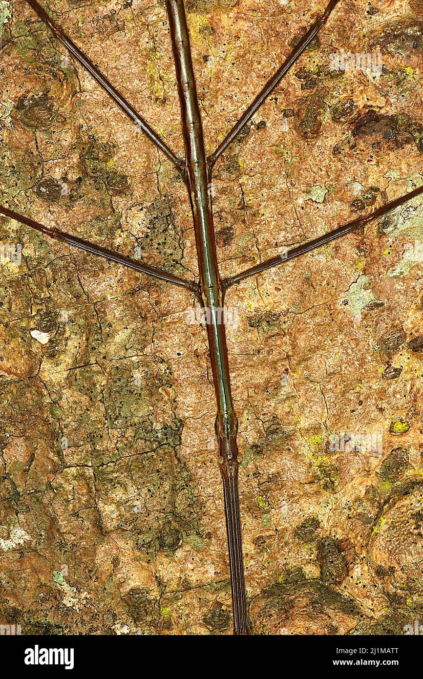 Stickinsect hi-res stock photography and images - Alamy