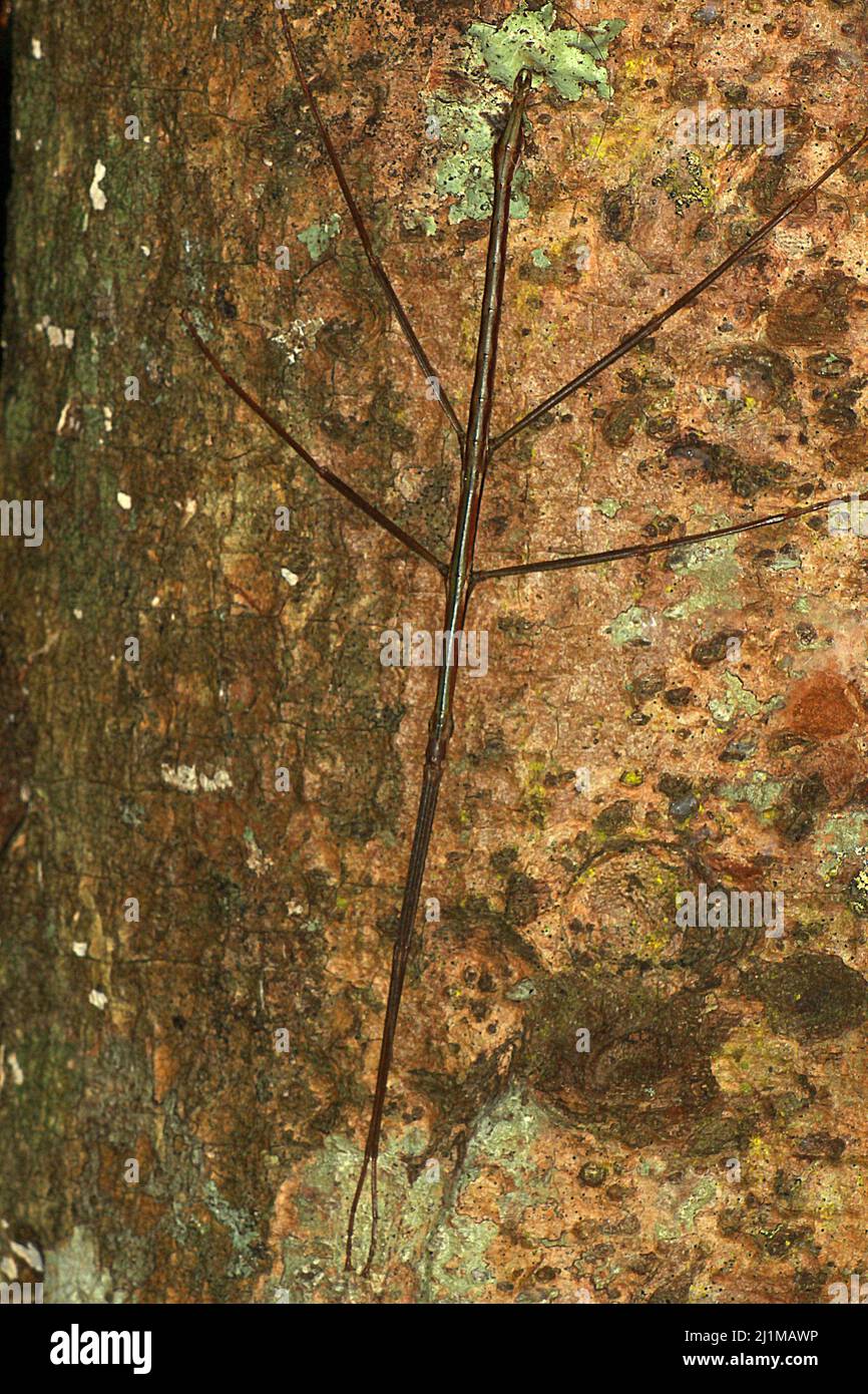 Smooth stick insect (Clitarchus hookeri Stock Photo - Alamy