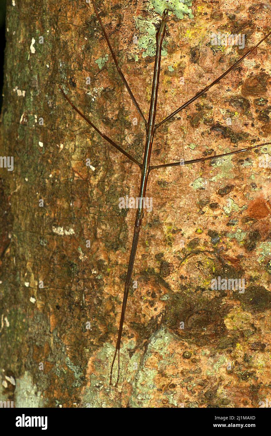 Stickinsect hi-res stock photography and images - Alamy