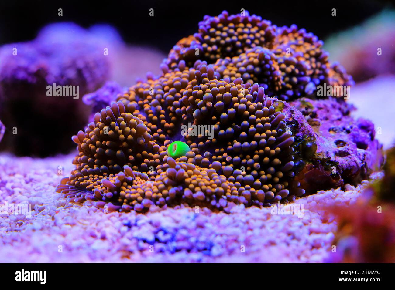 Ricordea sp. amazing mushroom soft coral Stock Photo - Alamy