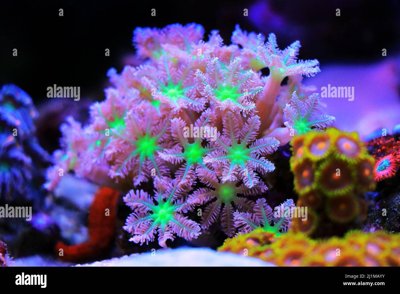 Clavularia polyps hi-res stock photography and images - Alamy