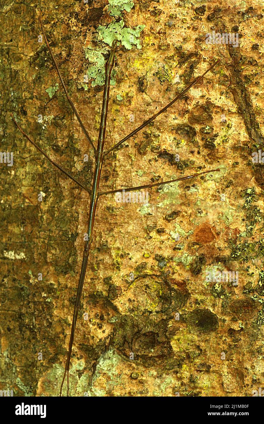 Smooth stick insect (Clitarchus hookeri Stock Photo - Alamy