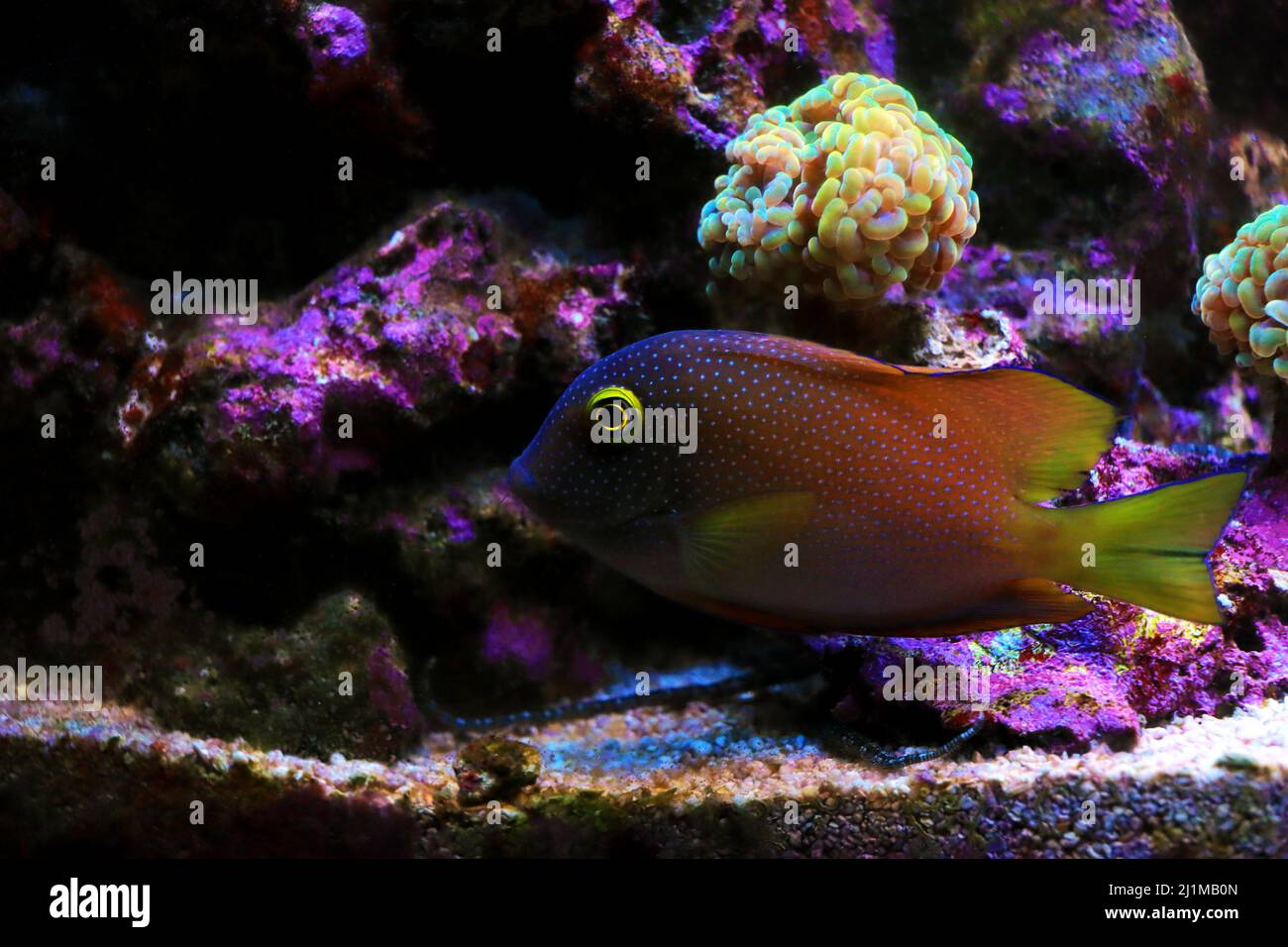 Yellow eyed tang hi-res stock photography and images - Alamy