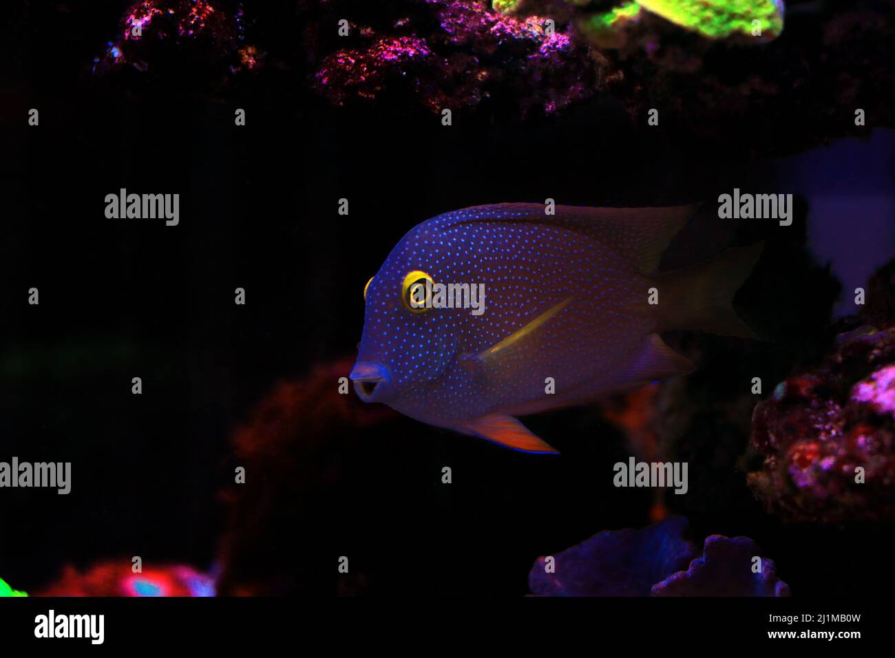 Spotted tang hi-res stock photography and images - Alamy