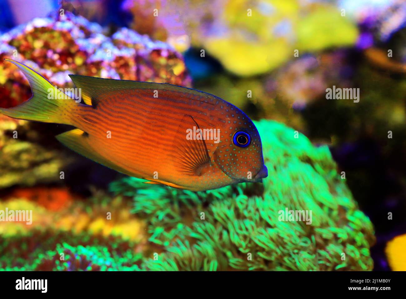 Blue Eye Tang Fish, Twospot Bristletooth - Ctenochaetus binotatus Stock ...