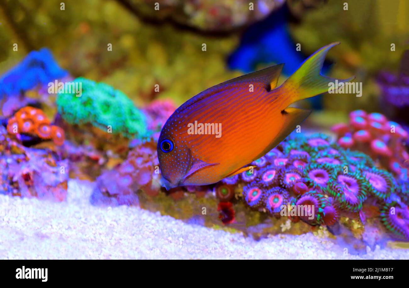 Blue Eye Tang Fish, Twospot Bristletooth - Ctenochaetus binotatus Stock ...