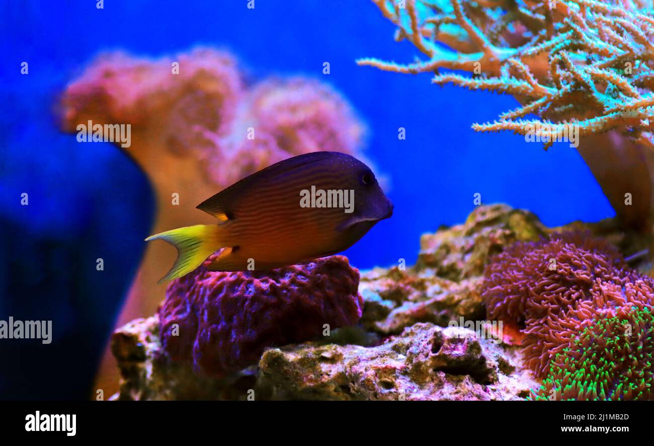 Blue Eye Tang Fish, Twospot Bristletooth - Ctenochaetus binotatus Stock ...