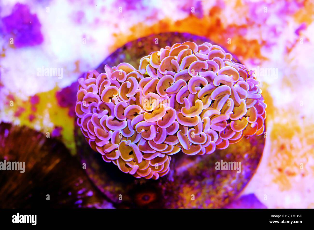 Polyped stony corals hi-res stock photography and images - Alamy