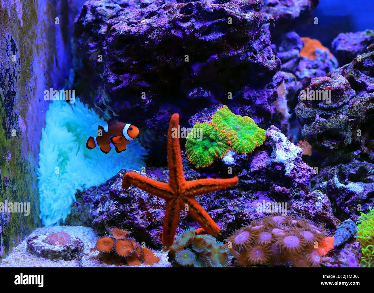 Beautiful scene at aquarium hi-res stock photography and images - Alamy