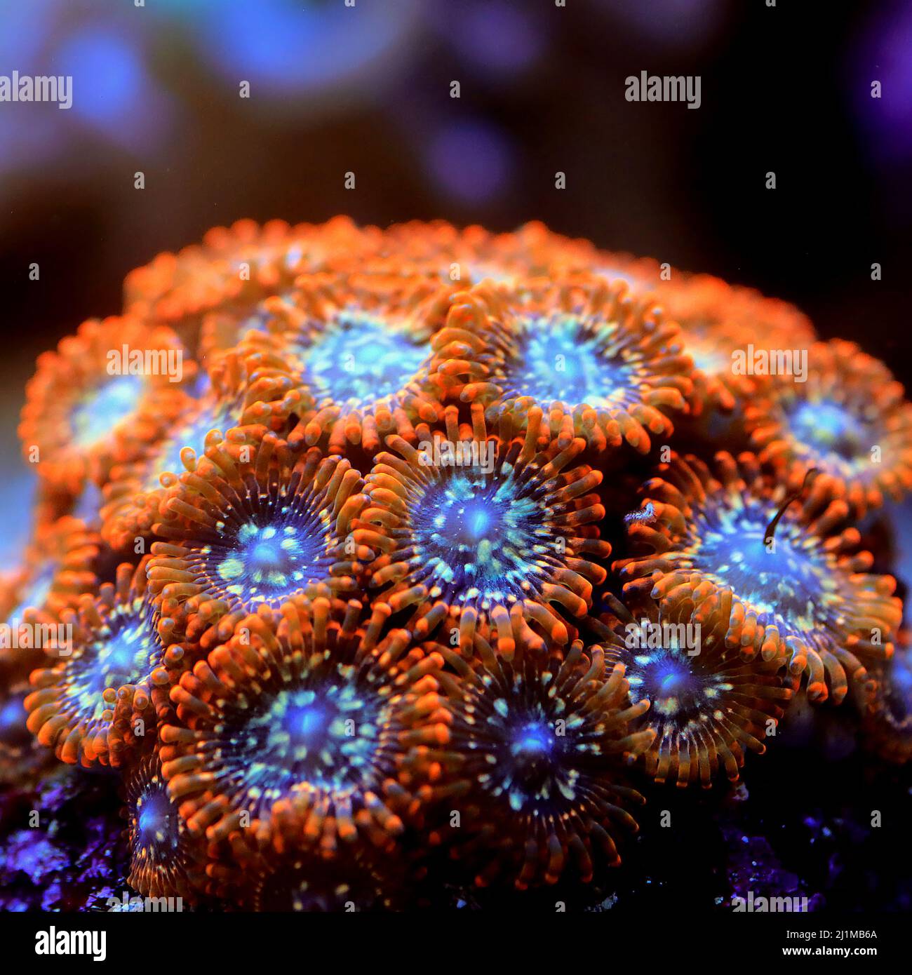Colorful zoanthids polyps, close up photography Stock Photo - Alamy