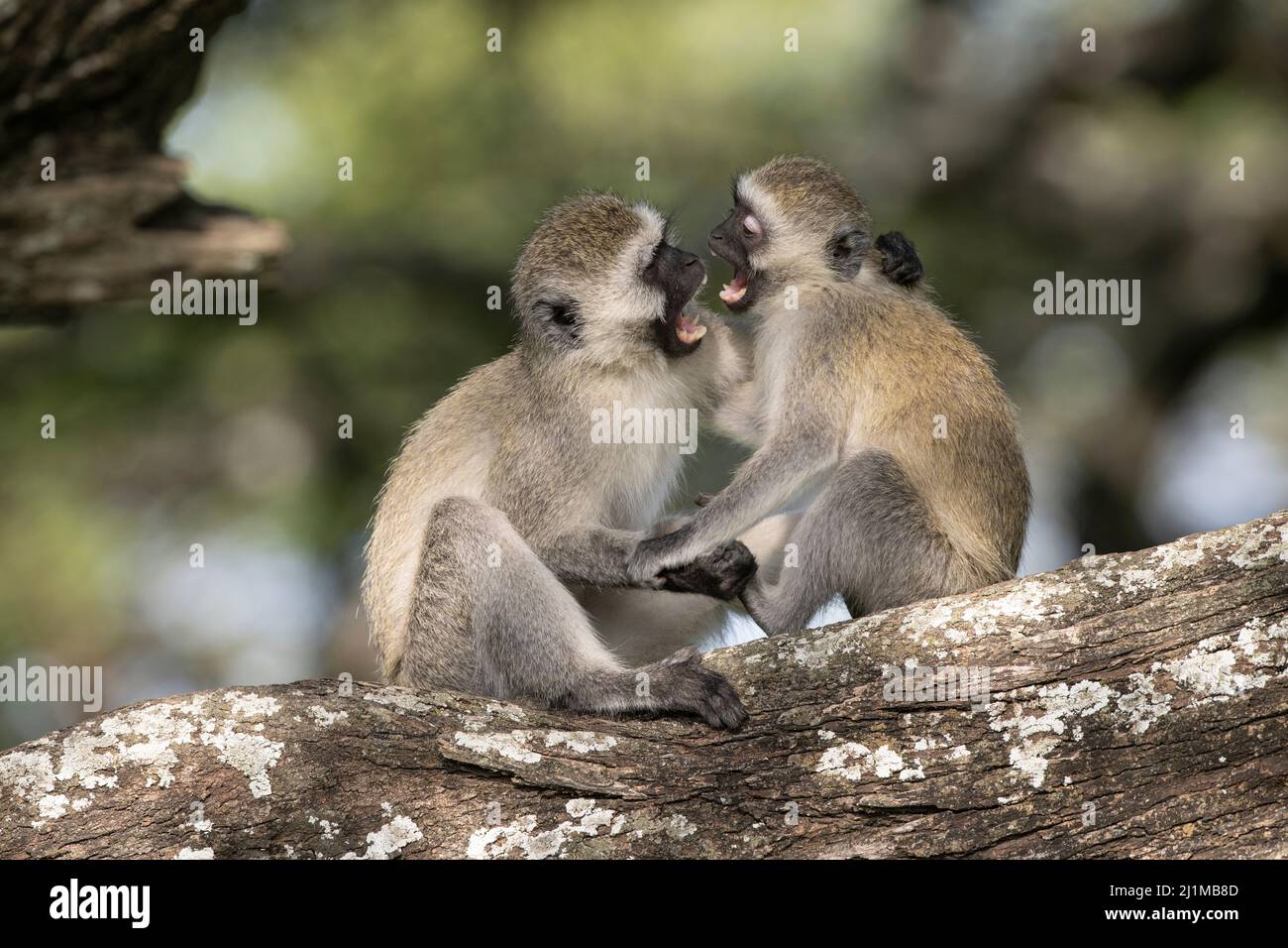 Baby vervet monkeys in Tanzania Stock Photo - Alamy