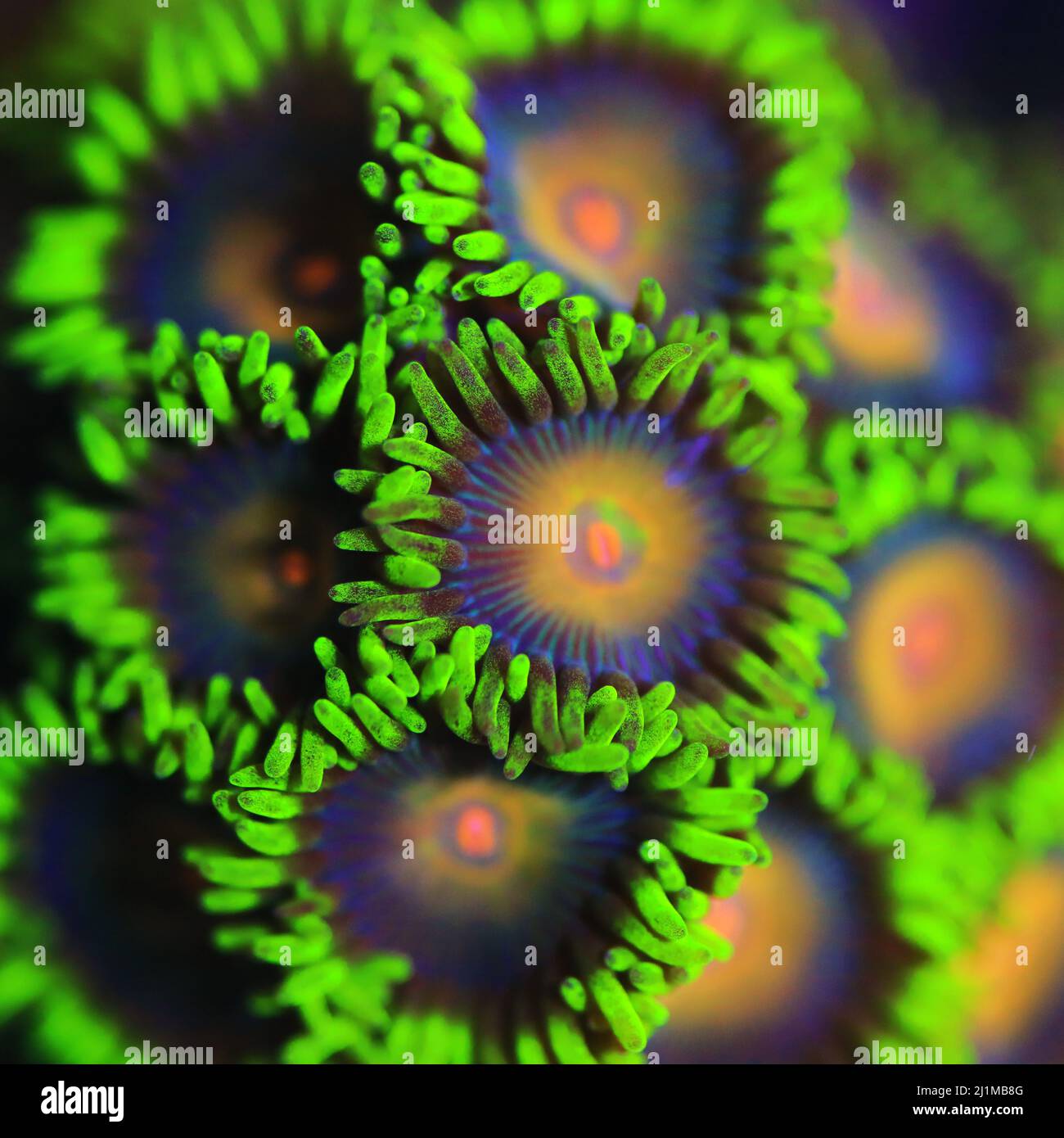 Colorful zoanthids polyps, close up photography Stock Photo - Alamy
