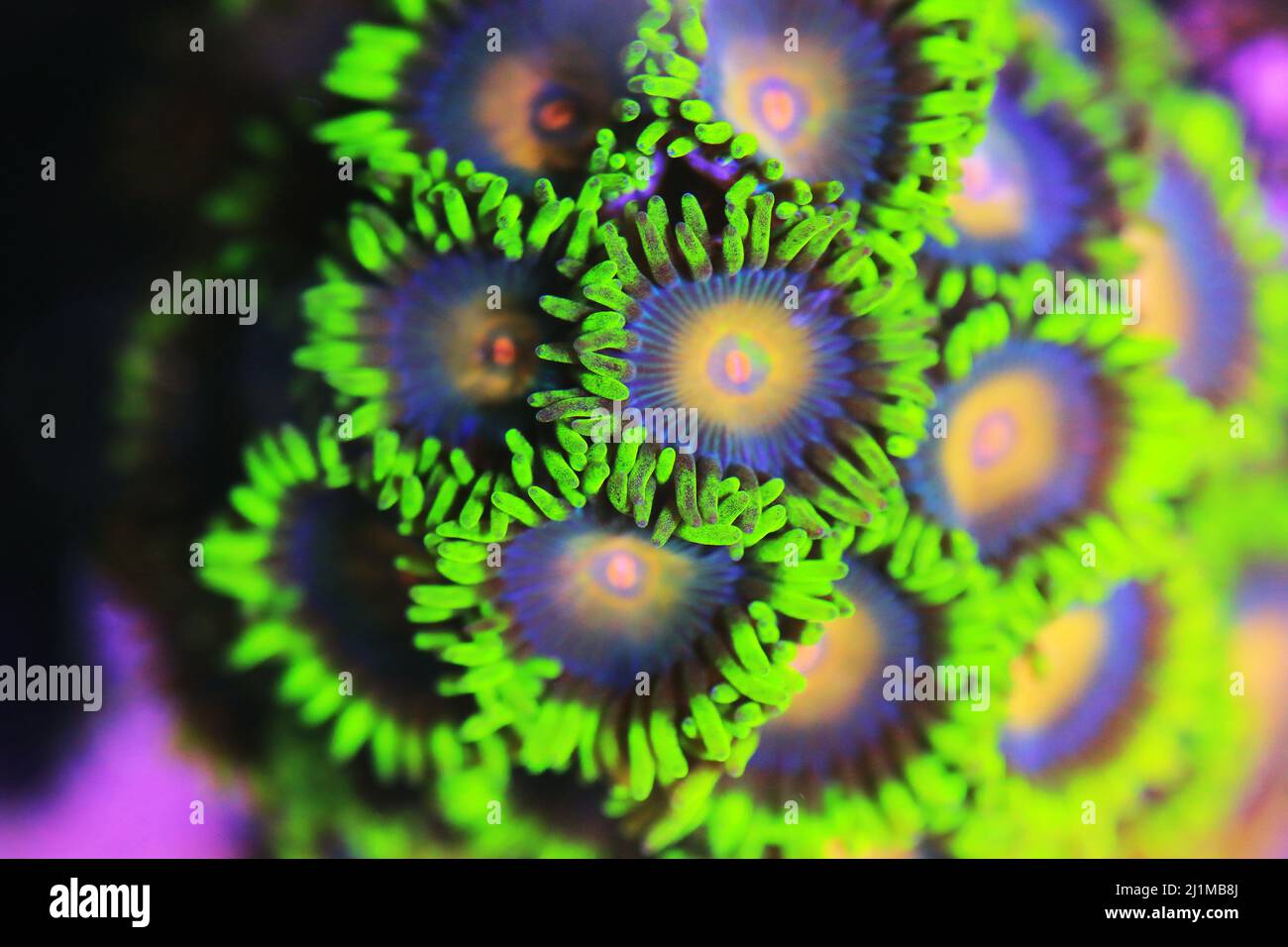 Colorful zoanthids polyps, close up photography Stock Photo - Alamy