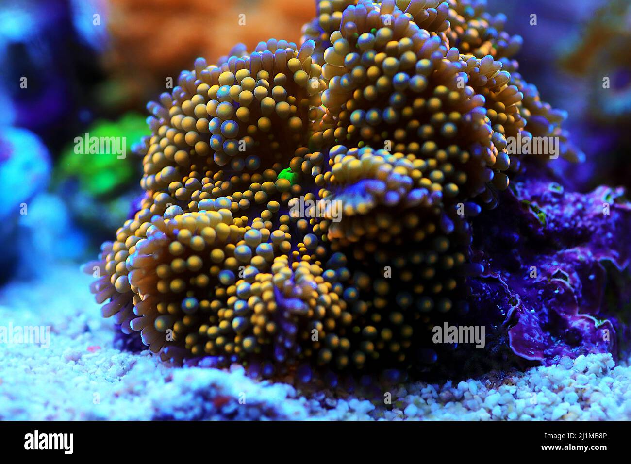 Ricordea sp. amazing mushroom soft coral Stock Photo - Alamy