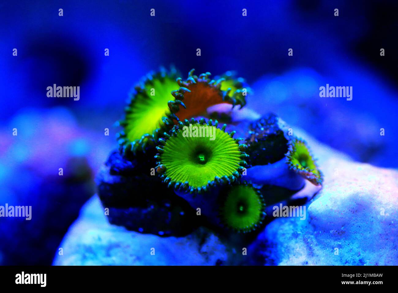 Colorful zoanthids polyps, close up photography Stock Photo - Alamy