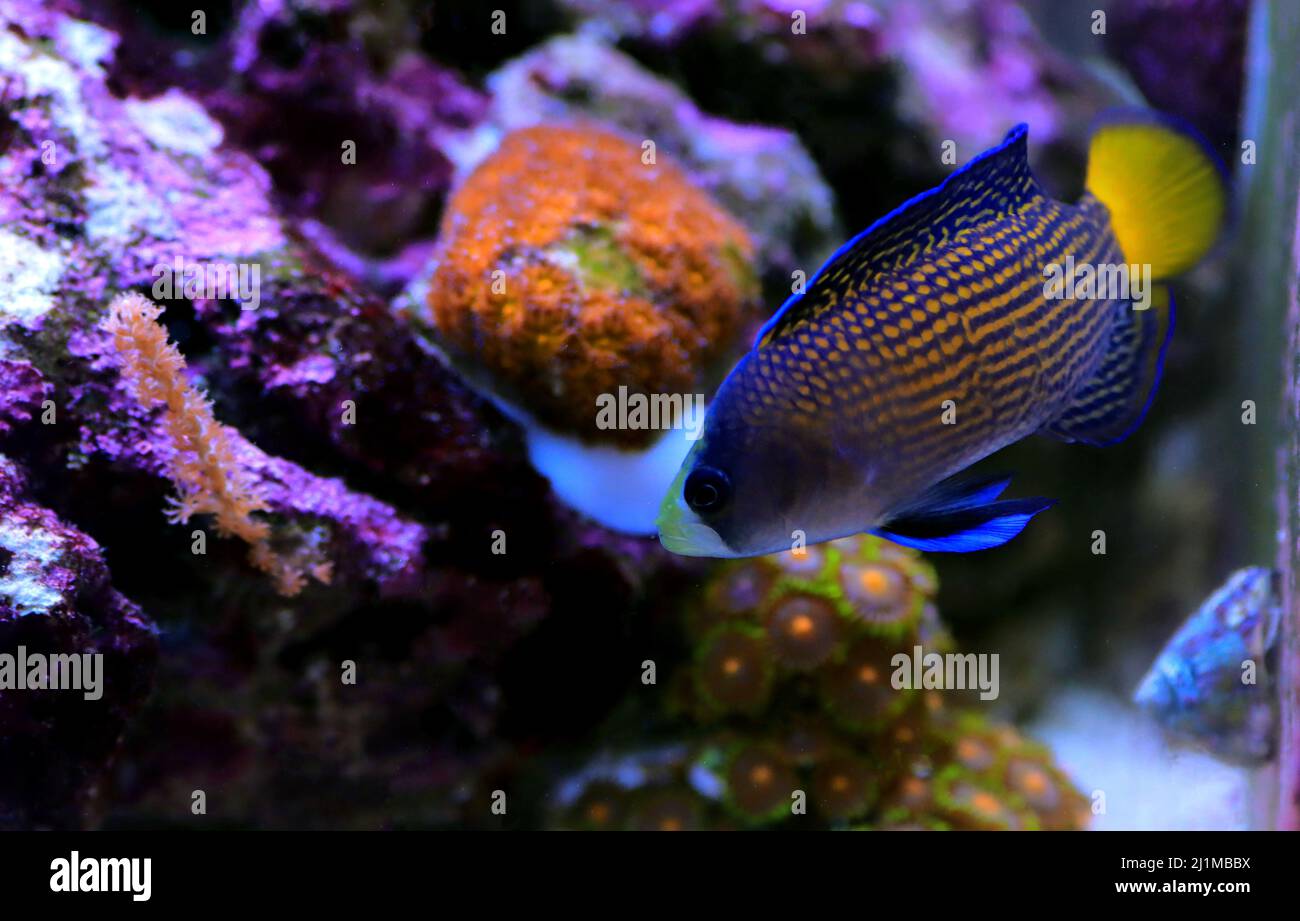 Splendid Dottyback - (Manonichthys splendens Stock Photo - Alamy