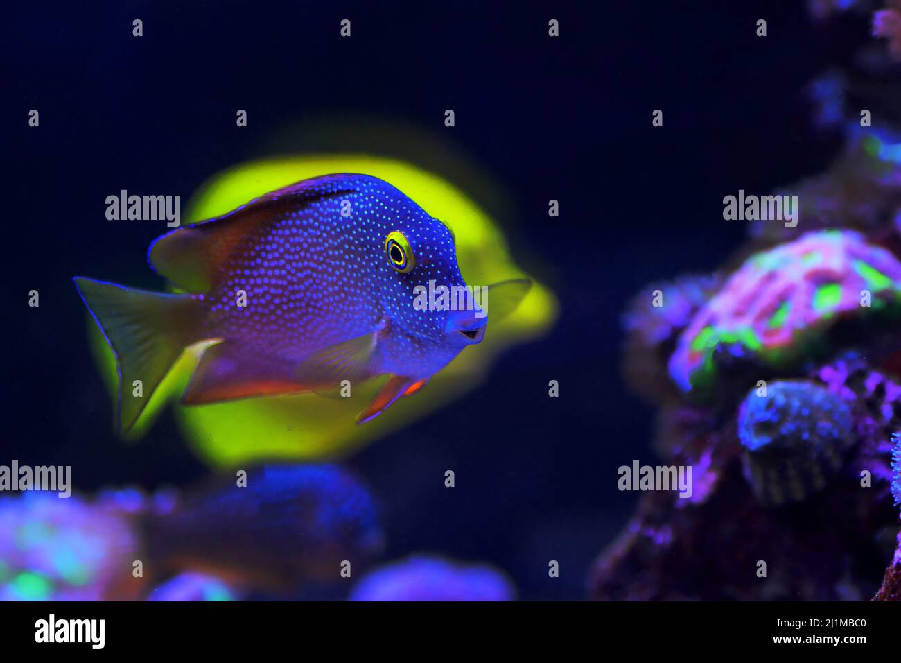 Yellow eyed tang hi-res stock photography and images - Alamy