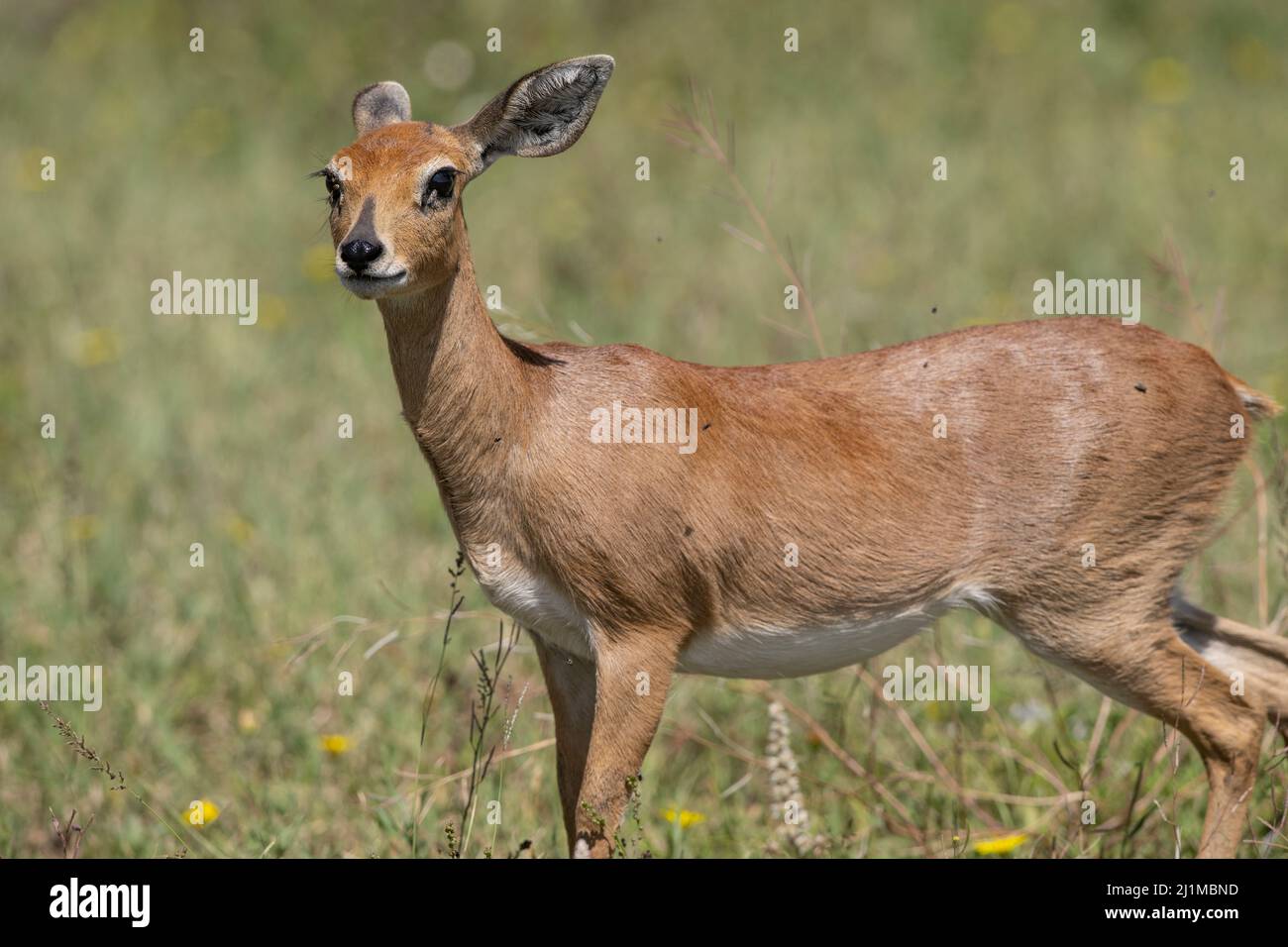 Small doe hi-res stock photography and images - Alamy