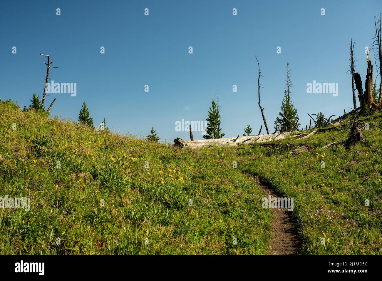 Heart lake yellowstone national park hi-res stock photography and ...