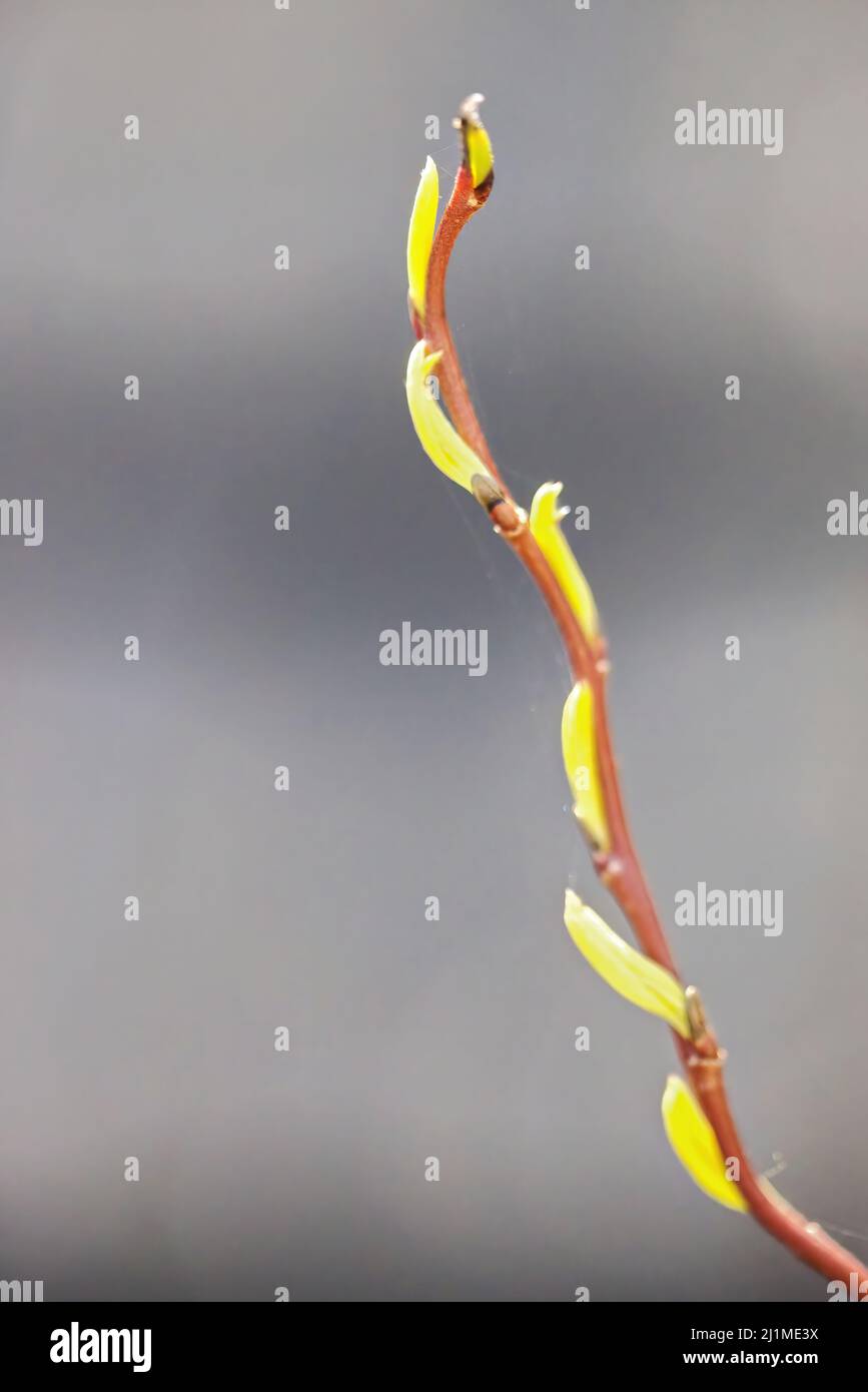 The twig of a willow hi-res stock photography and images - Alamy