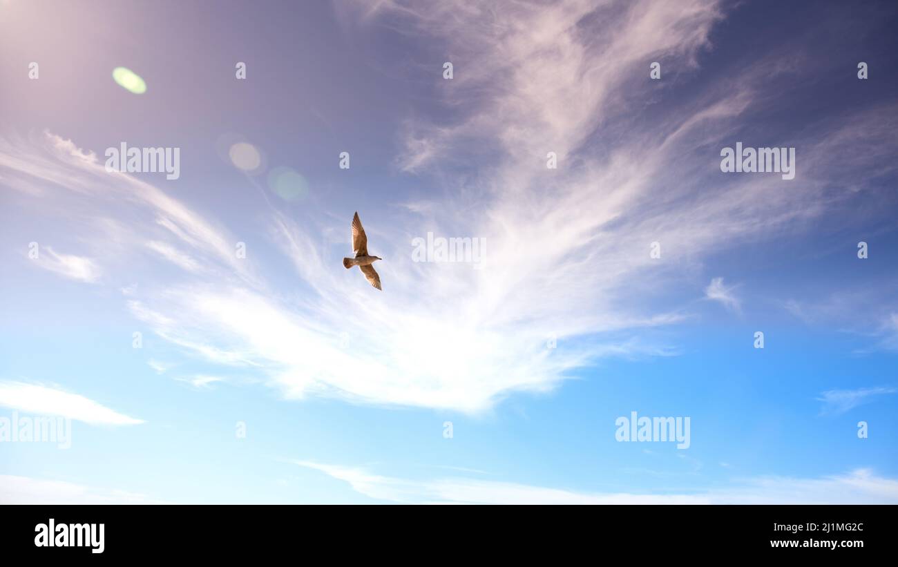 Flying wonder hi-res stock photography and images - Alamy