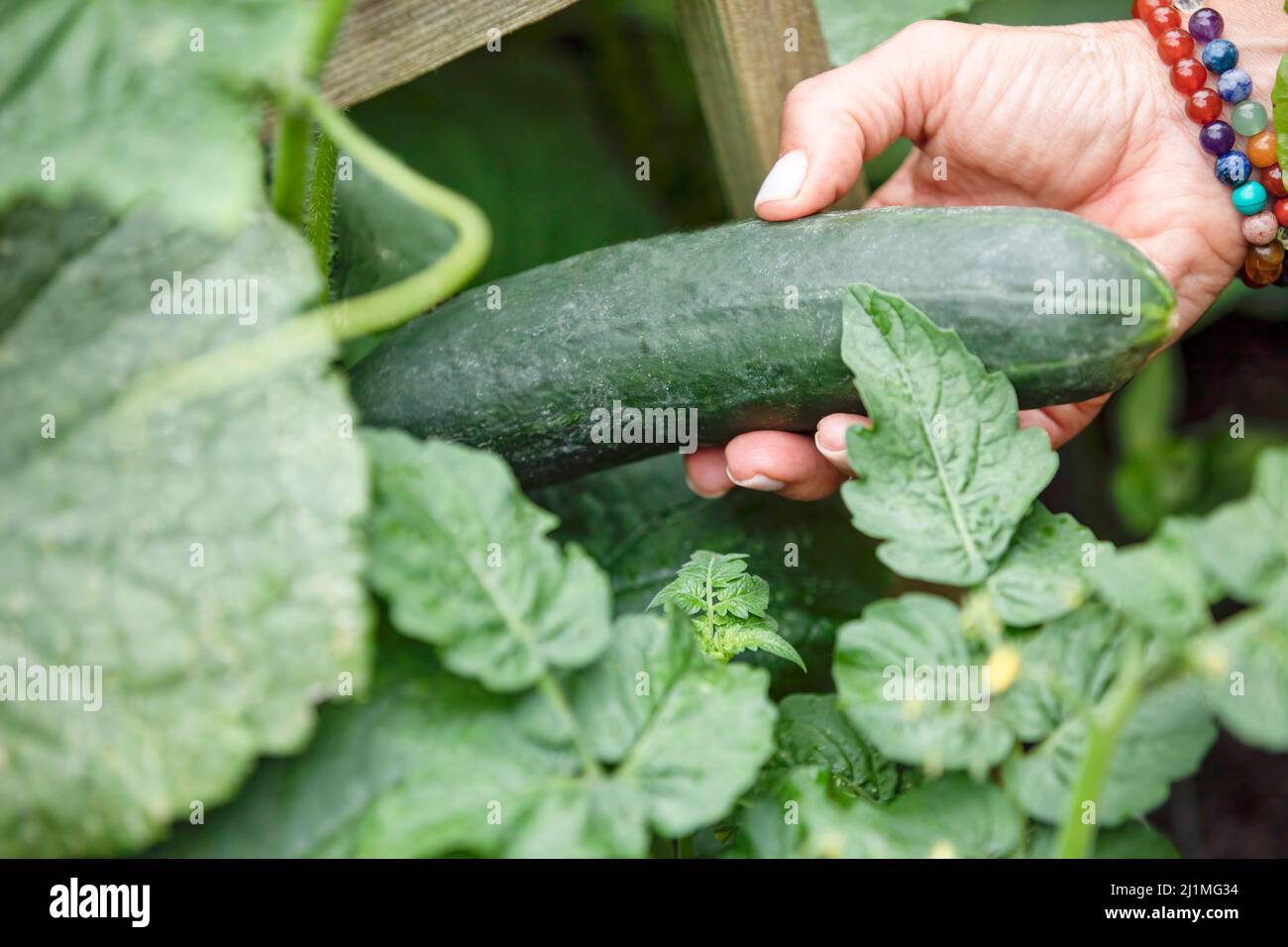 Organic Cucumber Being Pulled From the Garden Stock Photo - Alamy