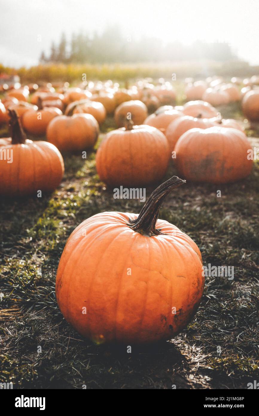 Vibrant pumpkin colors hi-res stock photography and images - Alamy