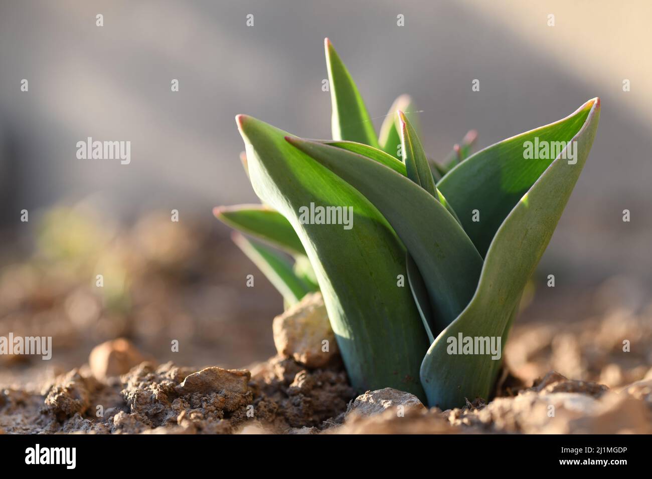 tulip plant pushing through the soil Stock Photo - Alamy